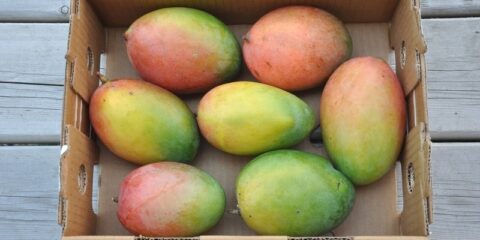 A Guide For How To Ripen Mangoes | Lawn.com.au