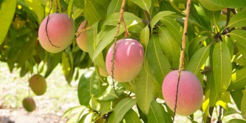 A Guide For How To Ripen Mangoes | Lawn.com.au