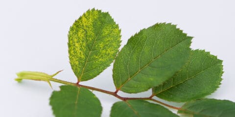 How To Treat Rose Diseases, Problems and Pests | Lawn.com.au
