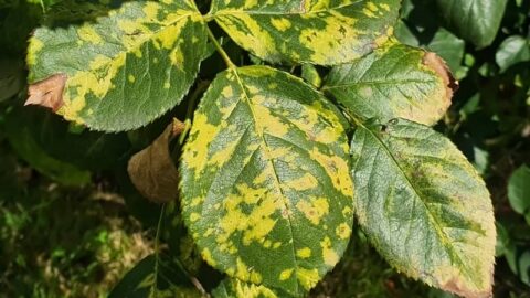 Rose Problems And Solutions In Australia | Lawn.com.au