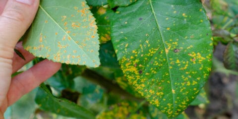 How To Treat Rose Diseases, Problems and Pests | Lawn.com.au