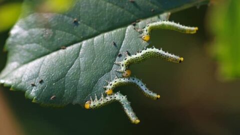 Rose Problems And Solutions In Australia | Lawn.com.au