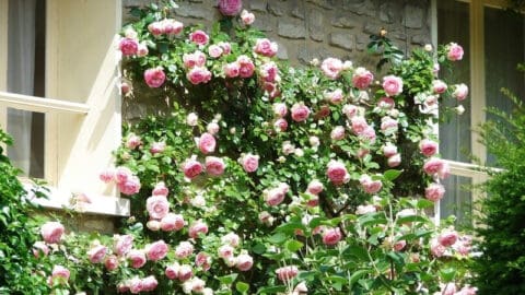 The Complete Guide To Climbing Roses | Lawn.com.au