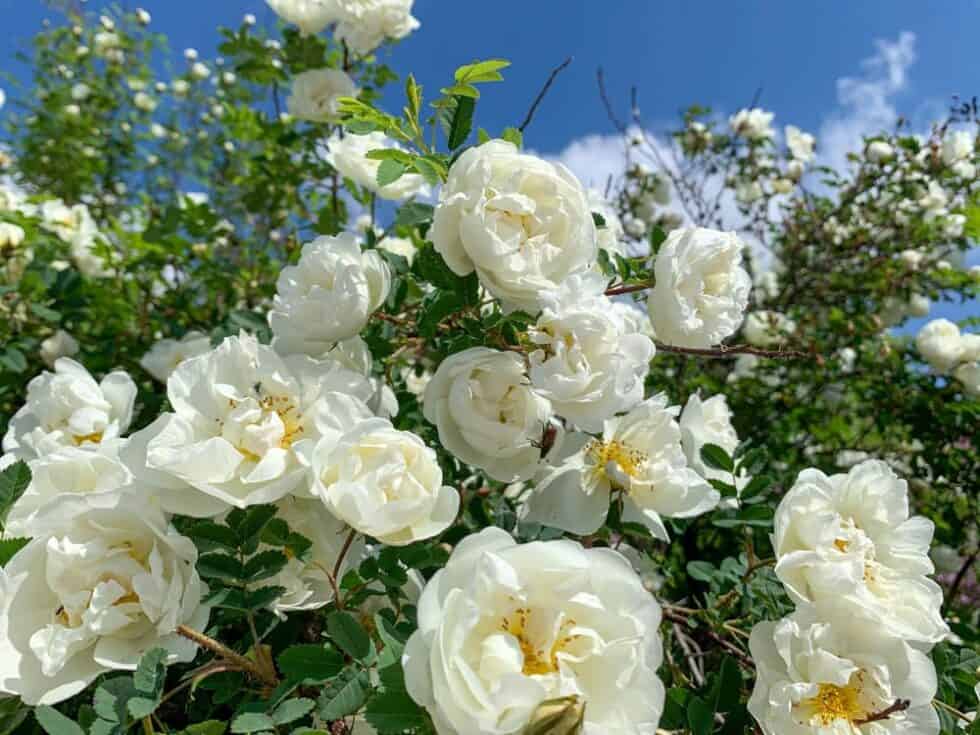 The Complete Guide To Climbing Roses | Lawn.com.au