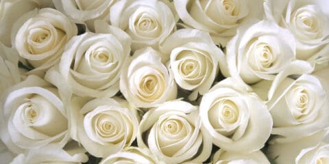 Rose Colour Meanings And Symbolism | Lawn.com.au