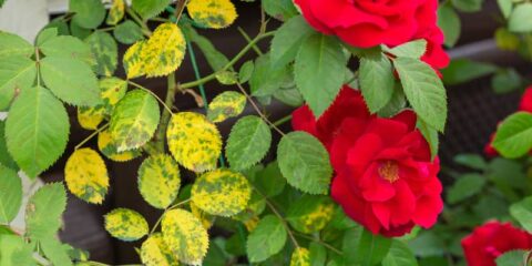 Rose Problems And Solutions In Australia | Lawn.com.au