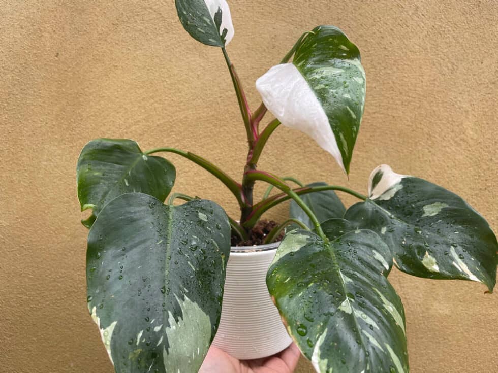 Philodendron White Princess: A Complete Guide
