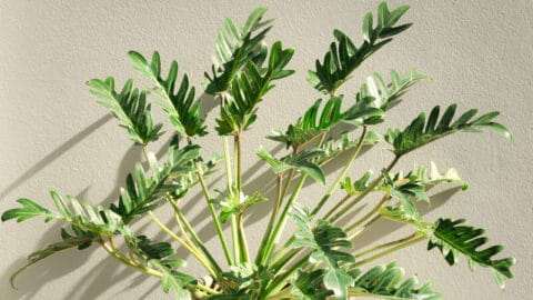 Philodendron Xanadu Plant Care Guide