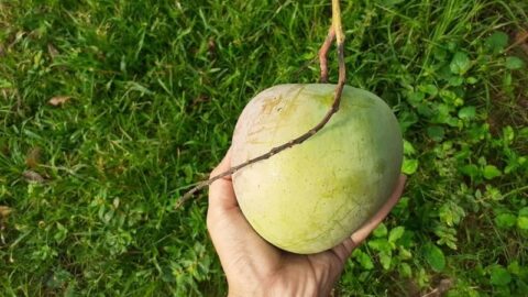 Australian Mango Varieties - Type of Mangoes | Lawn.com.au