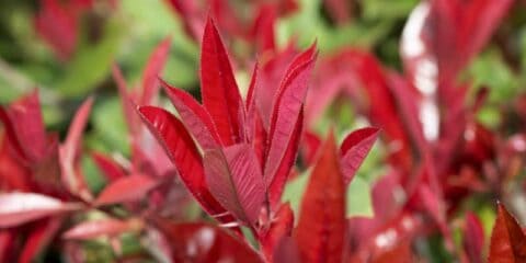 Lilly Pilly Varieties In Australia | Lawn.com.au