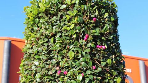 Lilly Pilly Varieties In Australia | Lawn.com.au