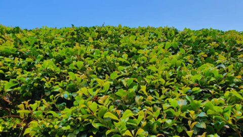 Lilly Pilly Varieties In Australia | Lawn.com.au