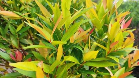 Lilly Pilly Varieties In Australia | Lawn.com.au