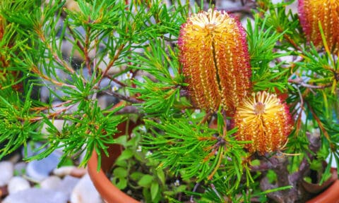 How To Grow A Banksia Tree | Lawn.com.au