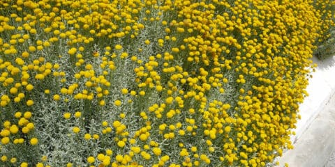 Billy Buttons Plant Care Guide – Craspedia Care | Lawn.com.au