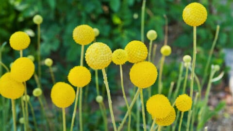 Billy Buttons Plant Care Guide – Craspedia Care | Lawn.com.au