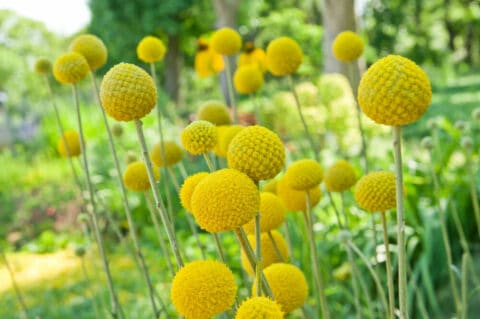Billy Buttons Plant Care Guide – Craspedia Care | Lawn.com.au