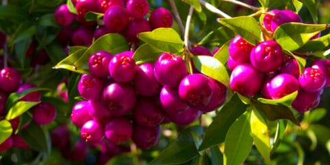 Lilly Pilly Varieties | Lawn.com.au