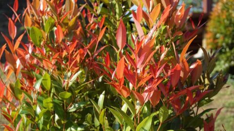 Lilly Pilly Varieties In Australia | Lawn.com.au