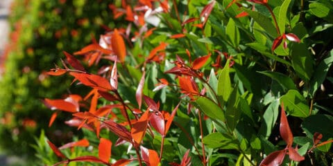 Lilly Pilly Varieties | Lawn.com.au