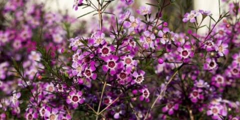 Wax Flower Plant Care Guide | Lawn.com.au