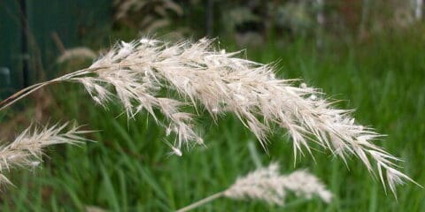 A Complete Guide To Australian Native Grasses