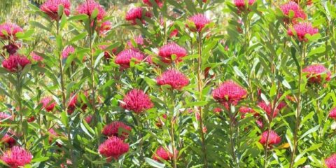 Waratah Flower Facts And Care Guide | Lawn.com.au