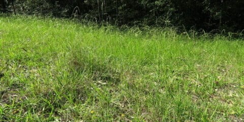 A Complete Guide To Australian Native Grasses