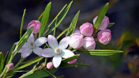 Wax Flower Plant Care Guide | Lawn.com.au
