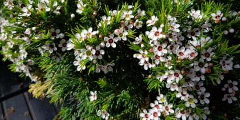 Wax Flower Plant Care Guide | Lawn.com.au