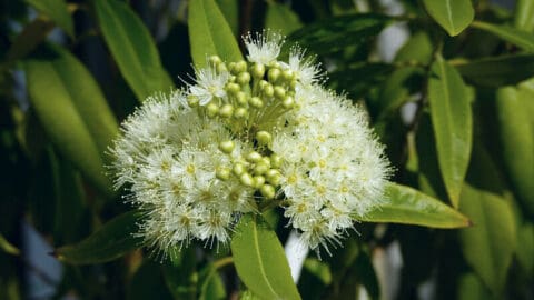 The Complete Lemon Myrtle Tree Guide | Lawn.com.au