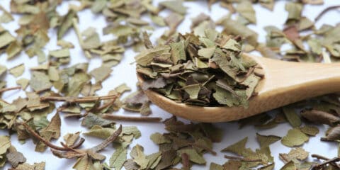 The Complete Lemon Myrtle Tree Guide | Lawn.com.au