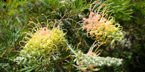 Grevillea Trees And Flowers: A Complete Grevillea Guide | Lawn.com.au