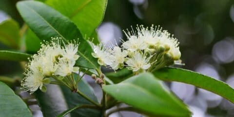 The Complete Lemon Myrtle Tree Guide | Lawn.com.au
