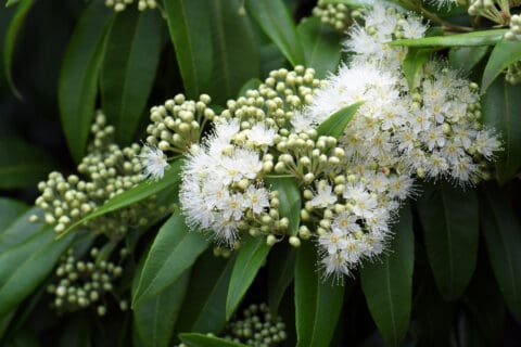 The Complete Lemon Myrtle Tree Guide | Lawn.com.au
