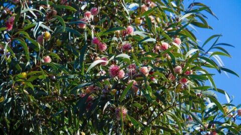 Hakea Laurina: The Pincushion Flower | Lawn.com.au
