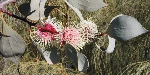 Hakea Petiolaris: The Sea Urchin Hakea