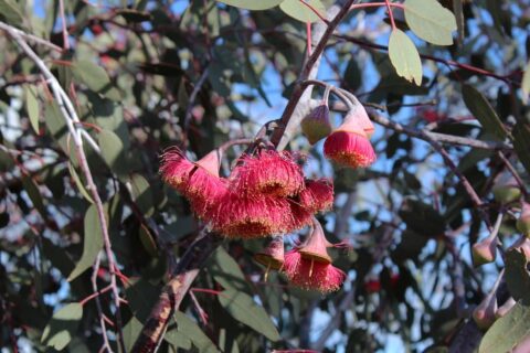 The Silver Princess: Eucalyptus Caesia Care Guide | Lawn.com.au