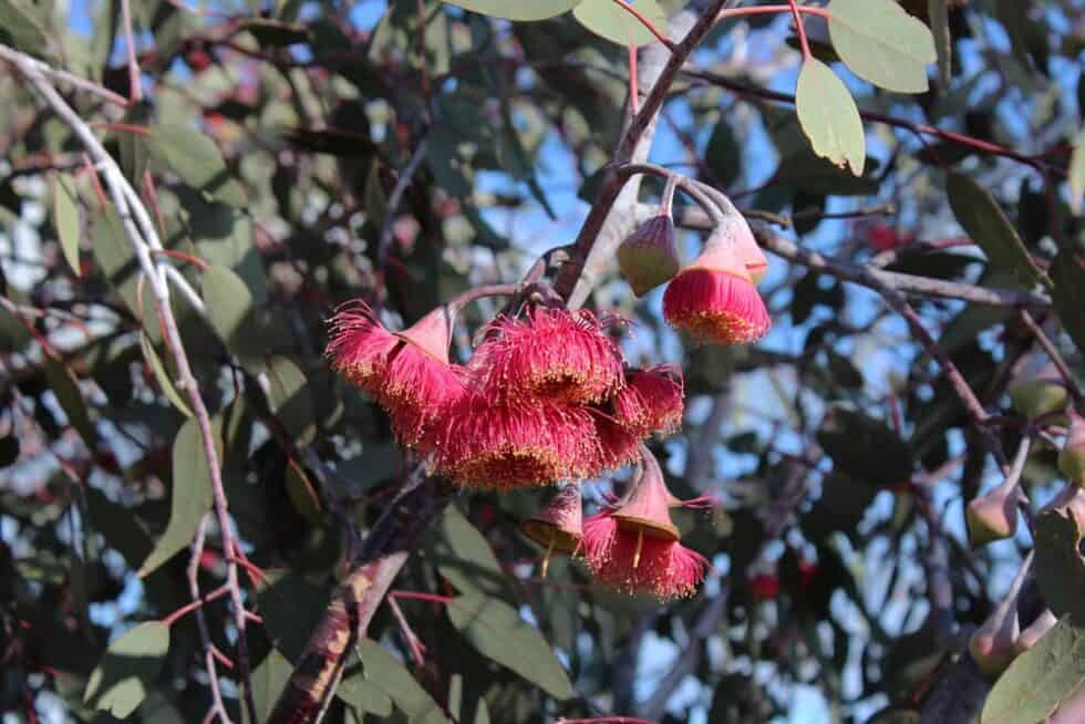 The Silver Princess: Eucalyptus Caesia Care Guide | Lawn.com.au