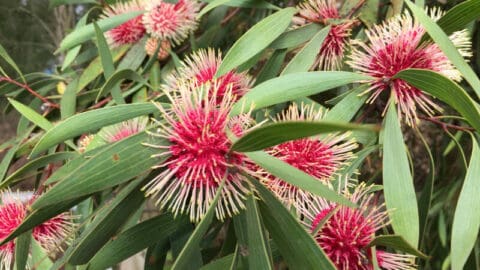 Hakea Laurina: The Pincushion Flower | Lawn.com.au