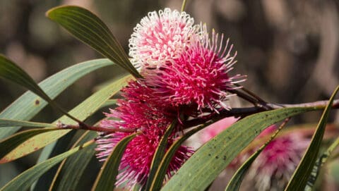 Hakea Laurina: The Pincushion Flower | Lawn.com.au