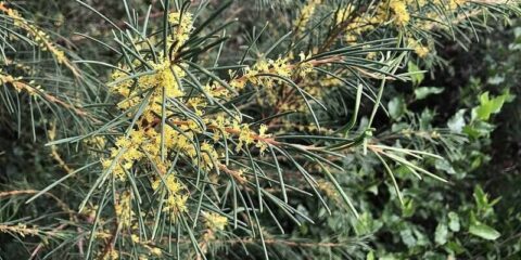 Hakea Nodosa Care Guide: The Yellow Hakea