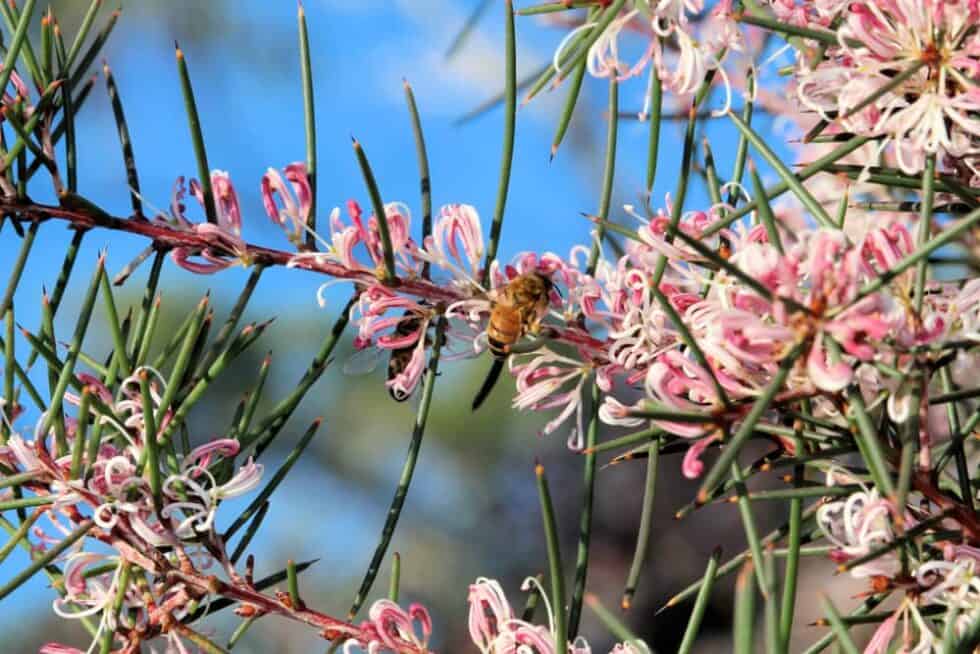 Hakea Decurrens Care Guide: The Pink Lace Hakea