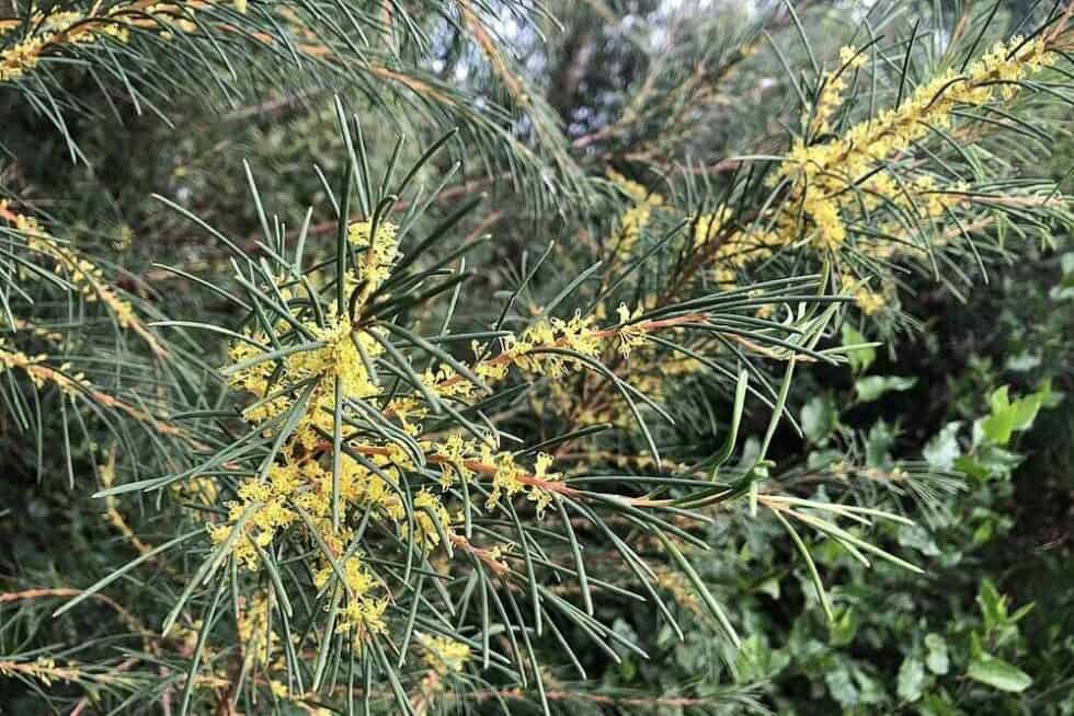 Hakea Nodosa Care Guide: The Yellow Hakea