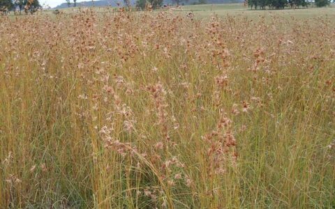 Growing A Kangaroo Grass Lawn | Lawn.com.au