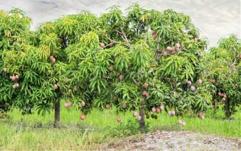 Pruning Mango Trees: How To Prune A Mango Tree