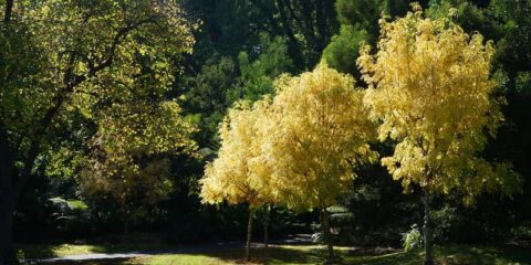 How To Grow A Golden Ash Tree | Lawn.com.au