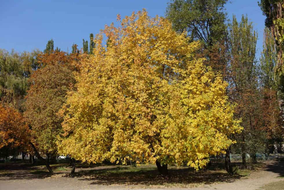 How To Grow A Golden Ash Tree | Lawn.com.au