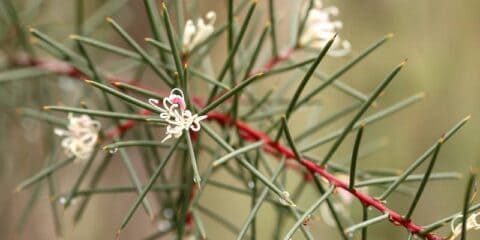 Hakea Decurrens Care Guide: The Pink Lace Hakea