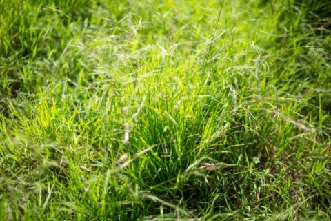 Native Grasses: Growing A Weeping Grass Lawn